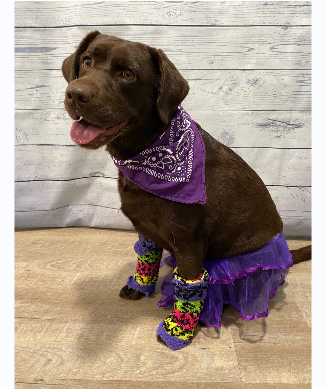 Purple Pets Pictures 2023